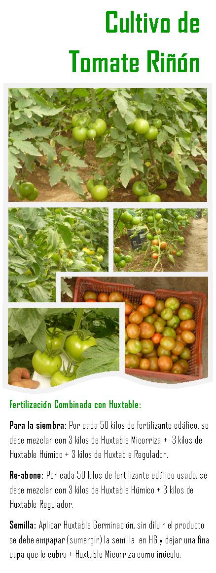 ferbiohux del ecuador: C. TOMATE RIÑON